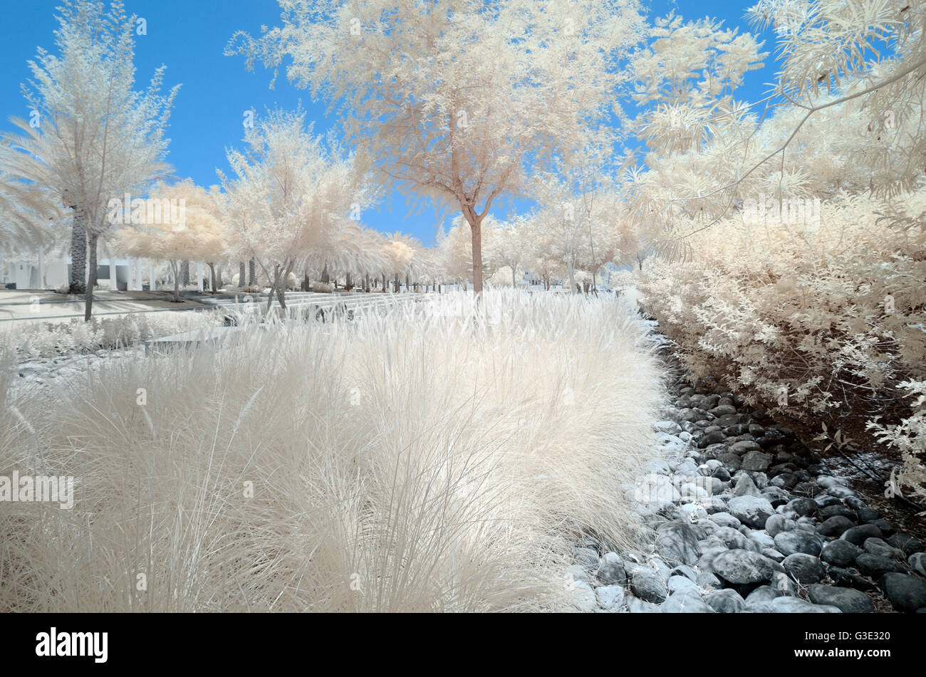 Infrared image of trees and shrubs in a park in false color Stock Photo ...