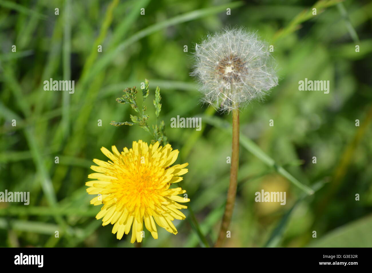 Dandelion in a British garden Stock Photo - Alamy