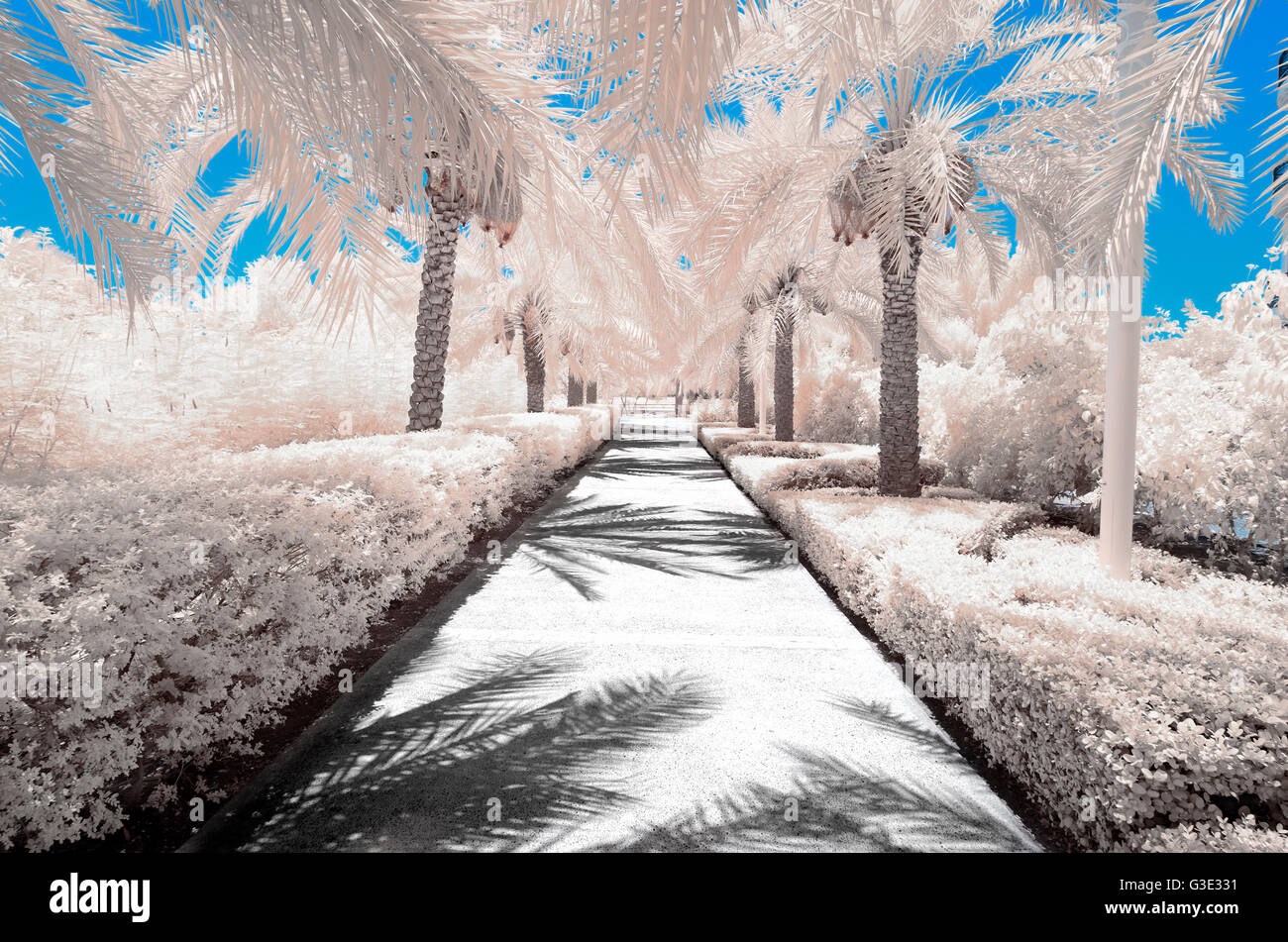 Infrared image of trees and shrubs in a park in false color Stock Photo ...