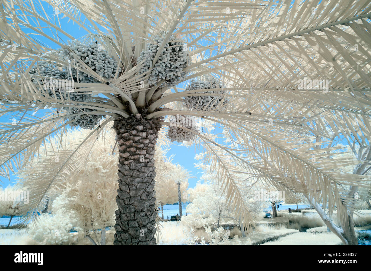 Infrared image of trees and shrubs in a park in false color Stock Photo ...
