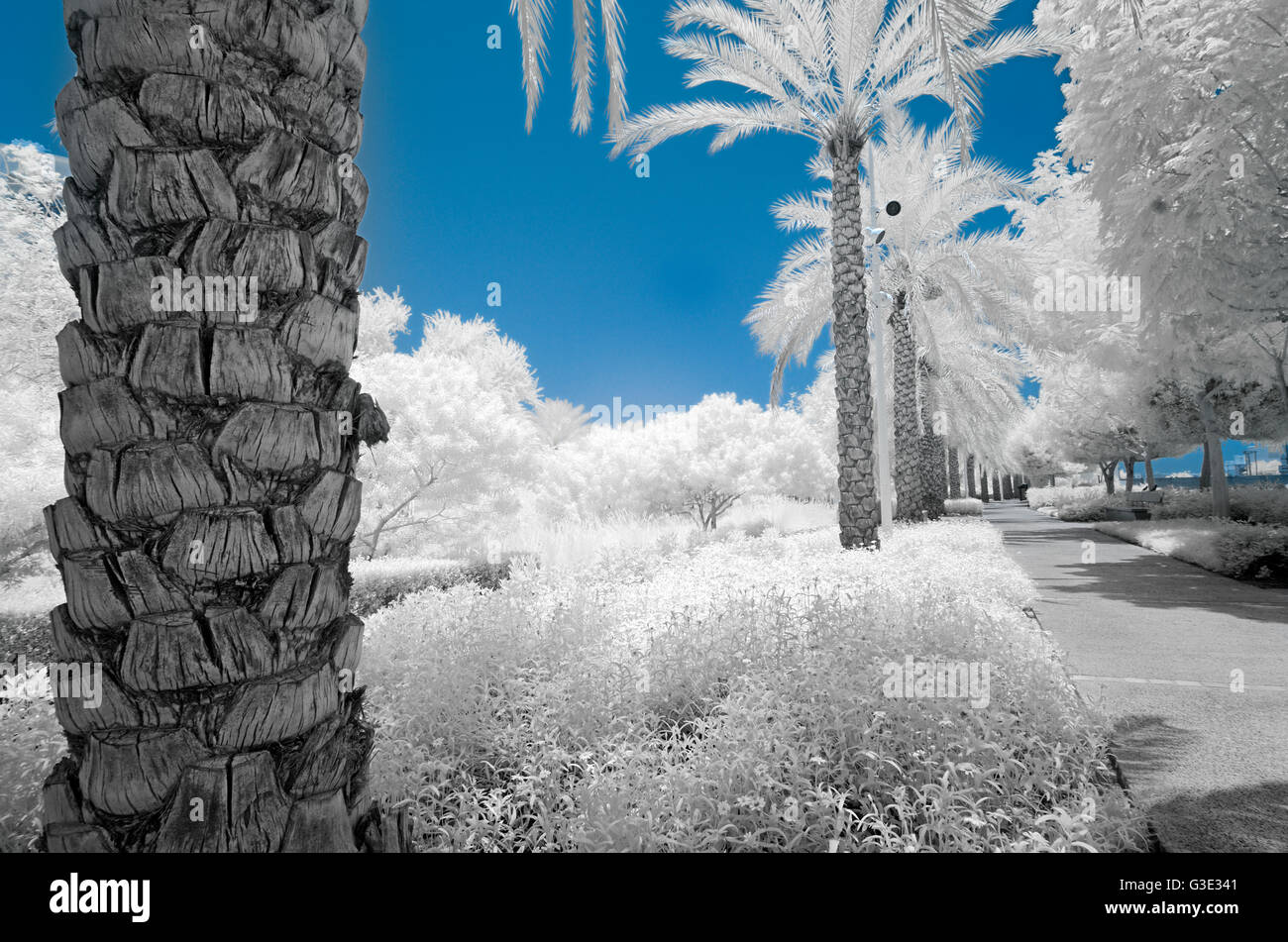 Infrared image of trees and shrubs in a park in false color Stock Photo ...