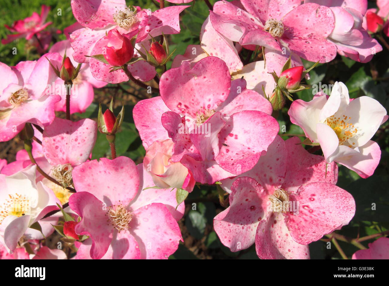 Bush of pink rose flowers Stock Photo - Alamy