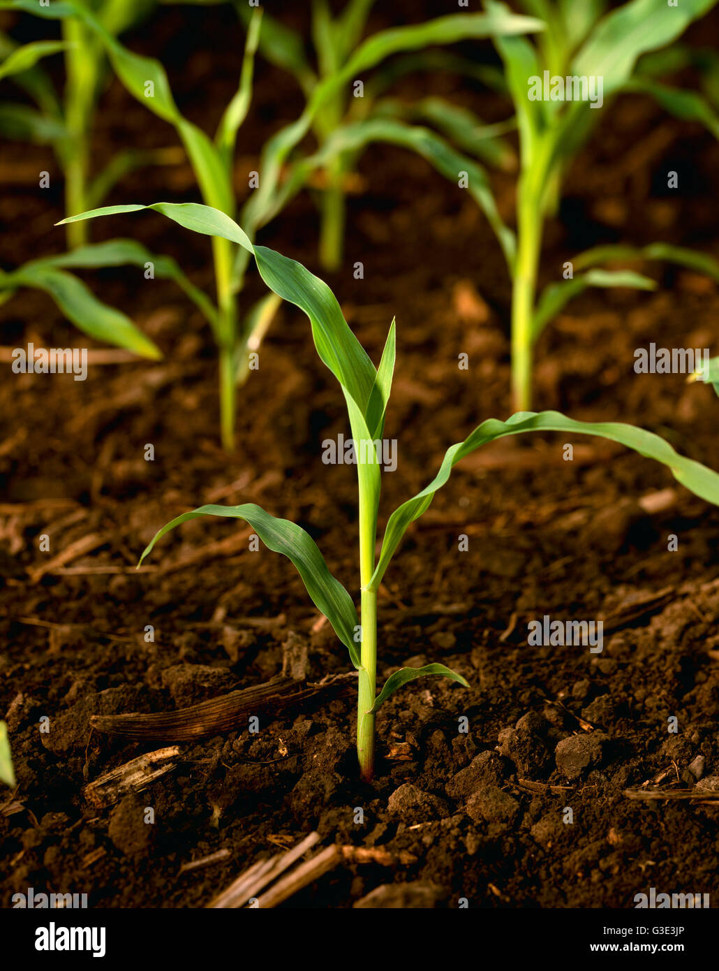 Agriculture - Early growth grain corn plants at the 4-5 leaf stage ...