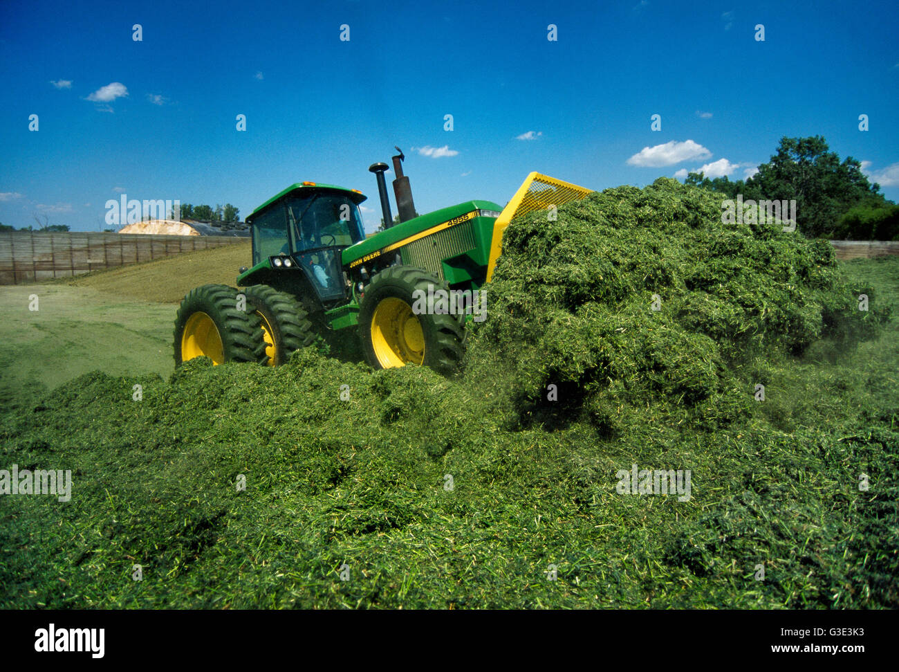 Agriculture - A tractor packing a bunker silo with hay silage (haylage ...