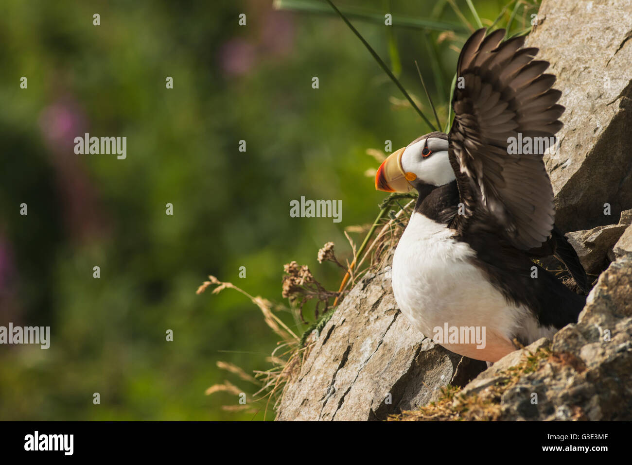 A horned puffin spreads its wings on Chisik Island in the Tuxedni ...