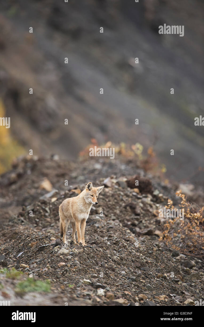 Coyote pass hi-res stock photography and images - Alamy