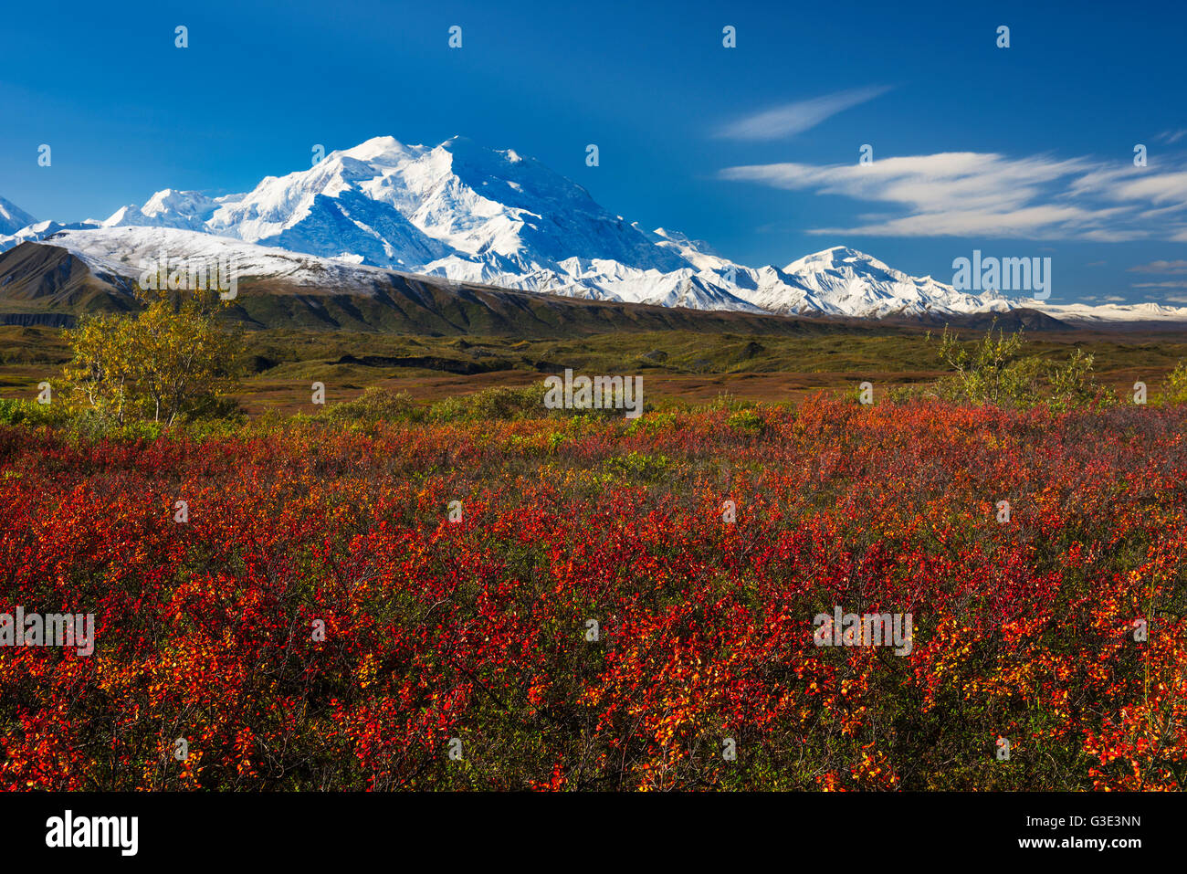 Fall colors and morning light on Denali in Denali National Park ...