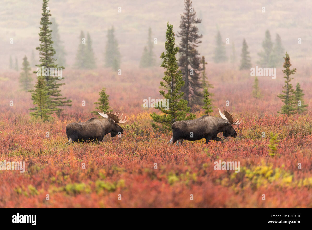 A pair of bull moose wander through a sparse taiga forest in Denali ...