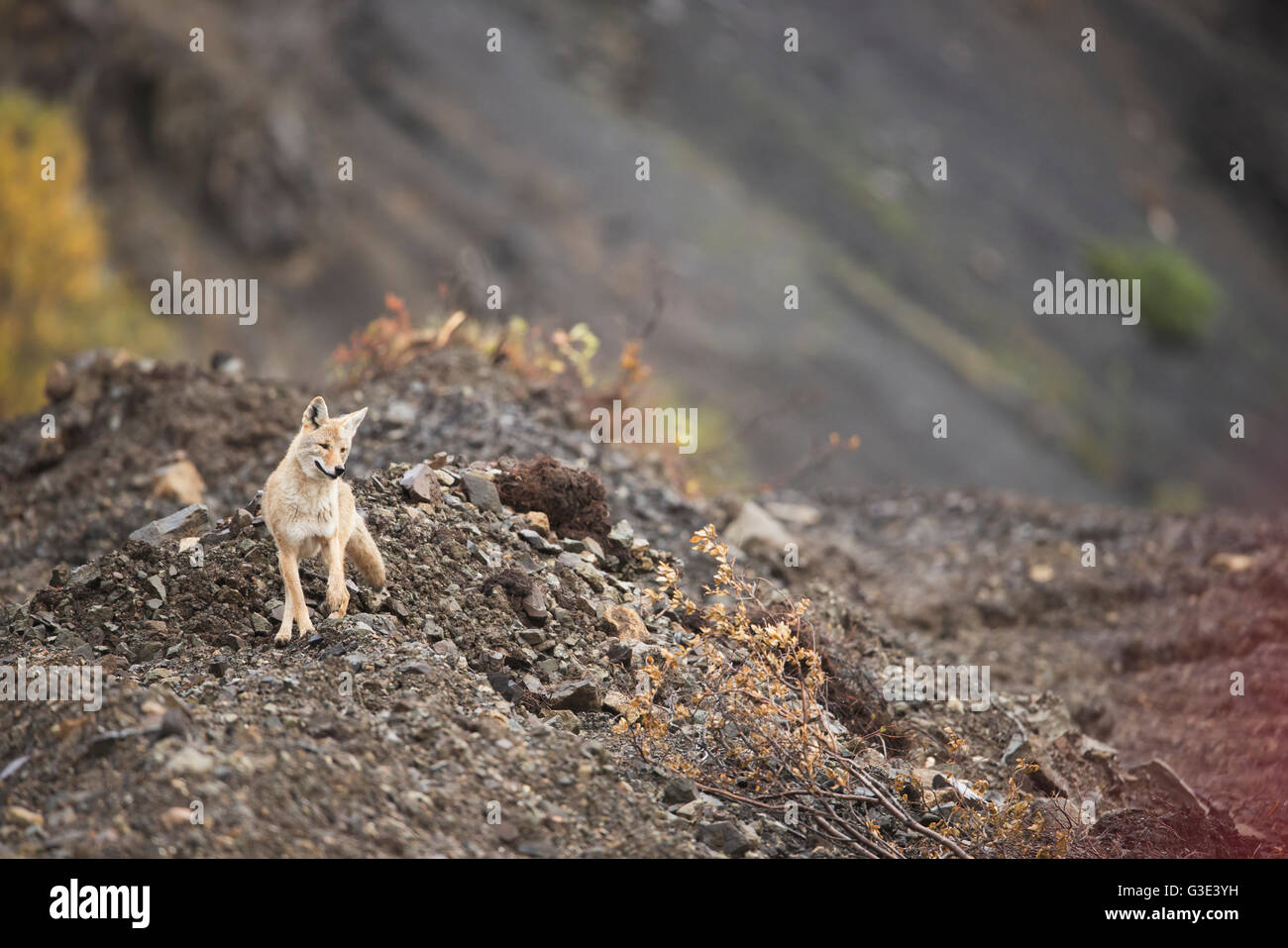 A coyote pauses alongside the park road below Sable Pass in Denali ...