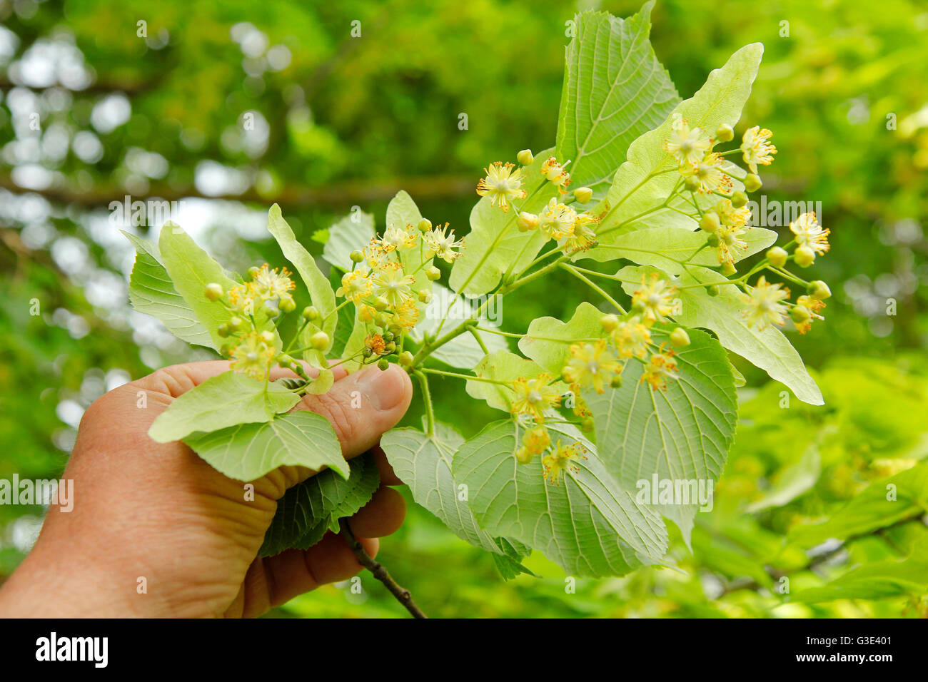Finger lime trees hi-res stock photography and images - Alamy