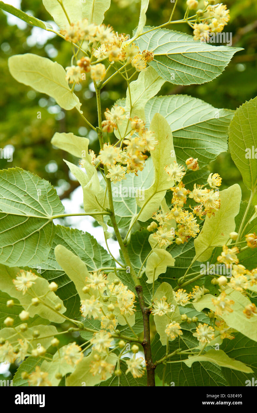 Linden gardens hi-res stock photography and images - Alamy