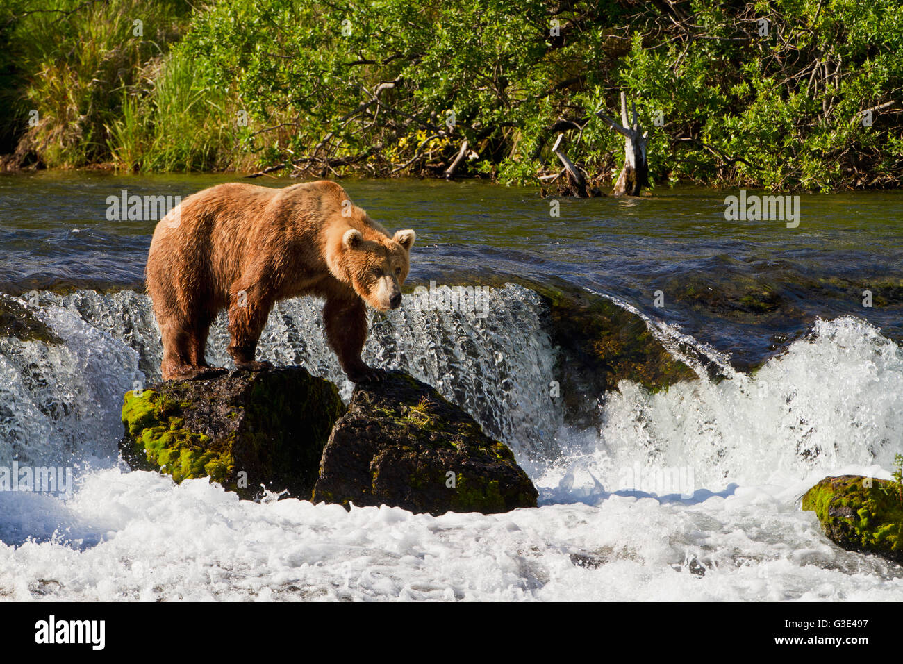 Brooks falls hi-res stock photography and images - Alamy