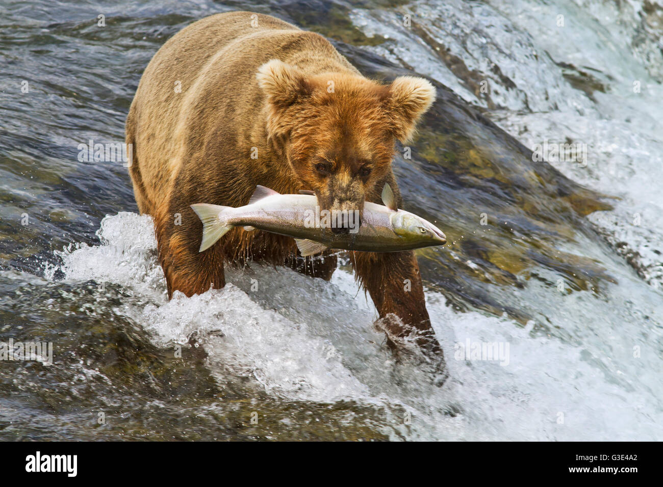 Brooks falls hi-res stock photography and images - Alamy