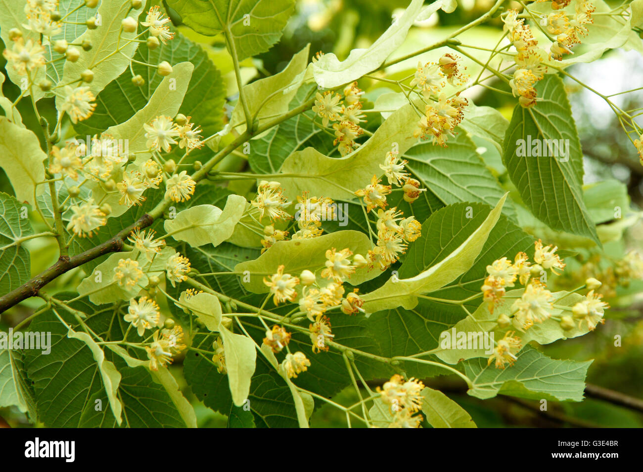 Linden tree hi-res stock photography and images - Alamy