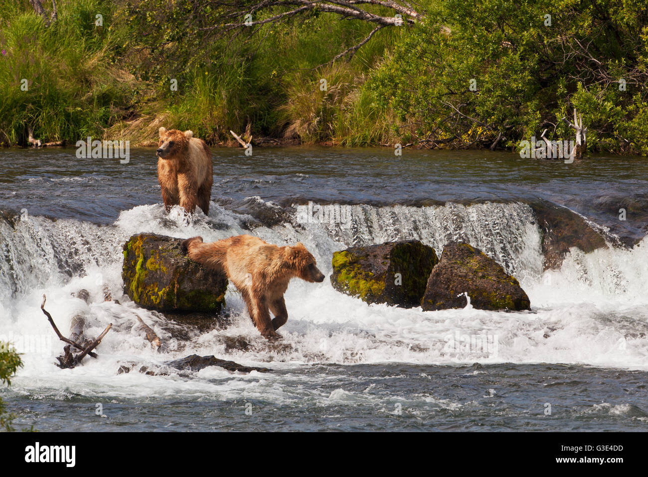 Brown bear (Ursus arctos) stepping off a boulder at Brooks Fall while ...