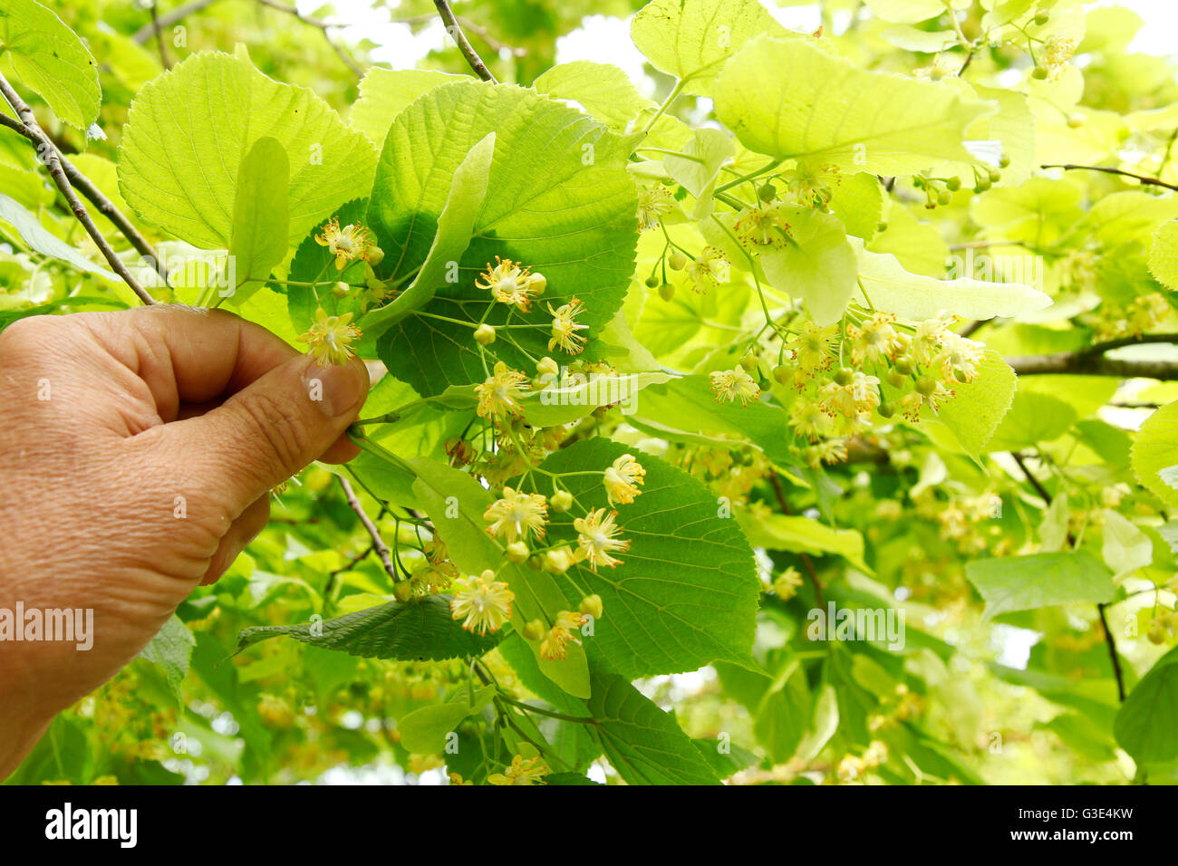 Finger lime trees hi-res stock photography and images - Alamy