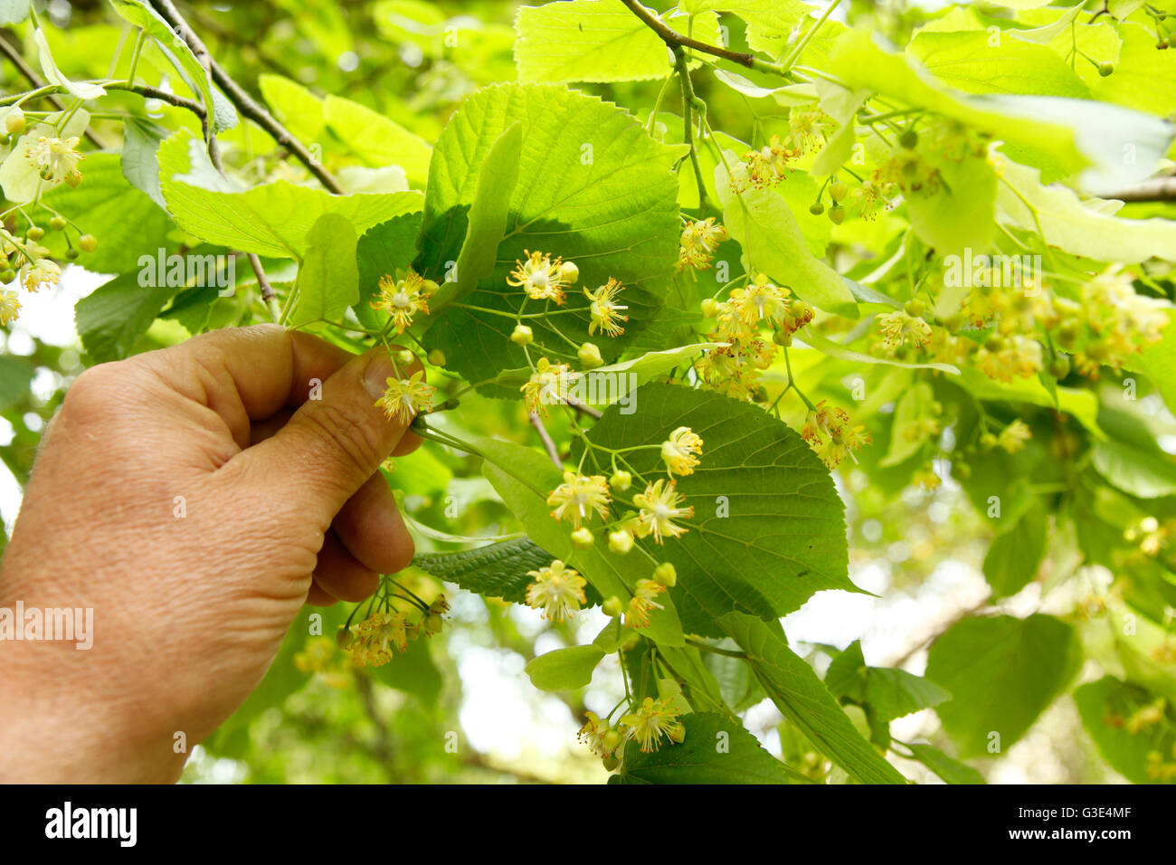 Linden Tree Flower