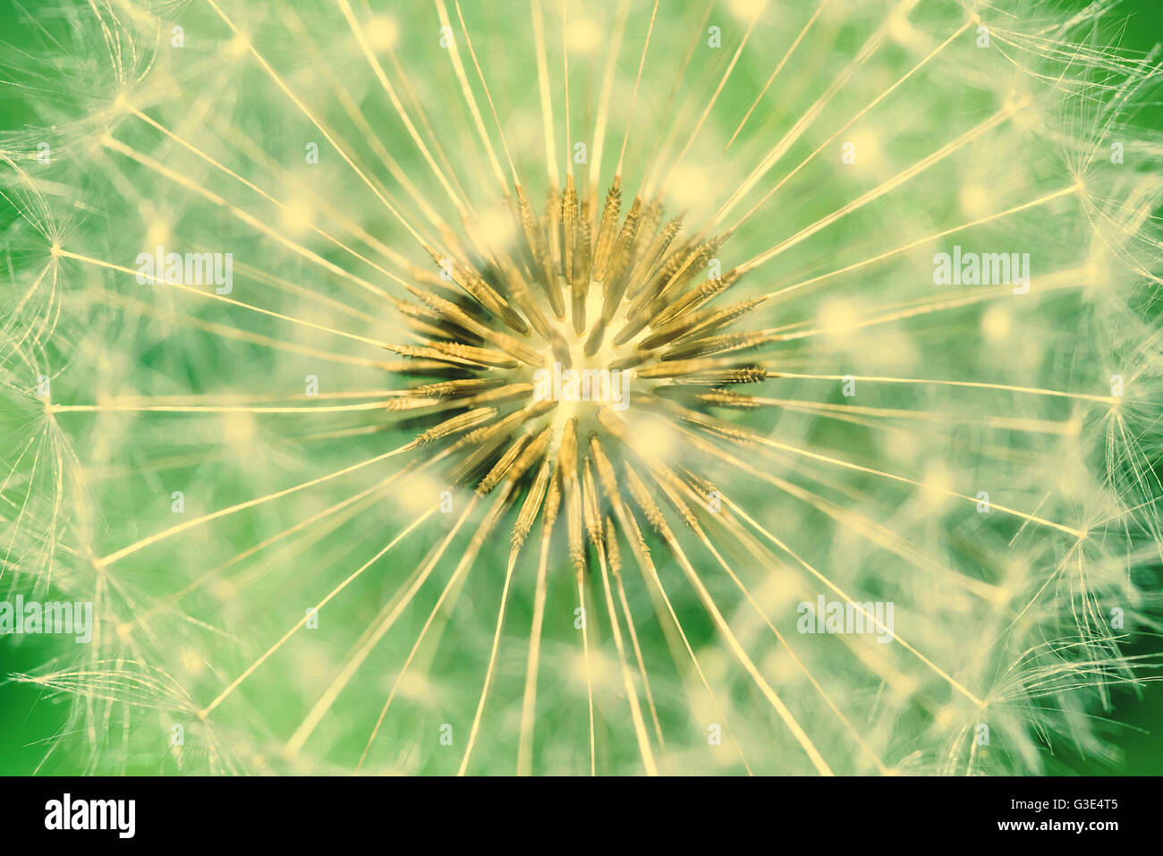 Seeds of change hi-res stock photography and images - Alamy