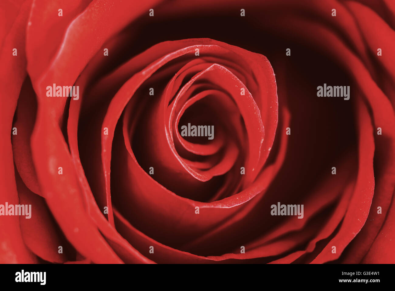 Red Rose Petals Stock Photo - Alamy