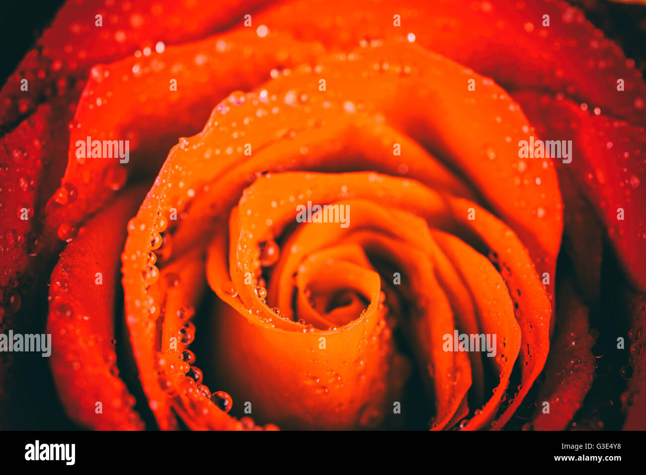 Wet Red Rose Close Up With Water Drops Stock Photo - Alamy