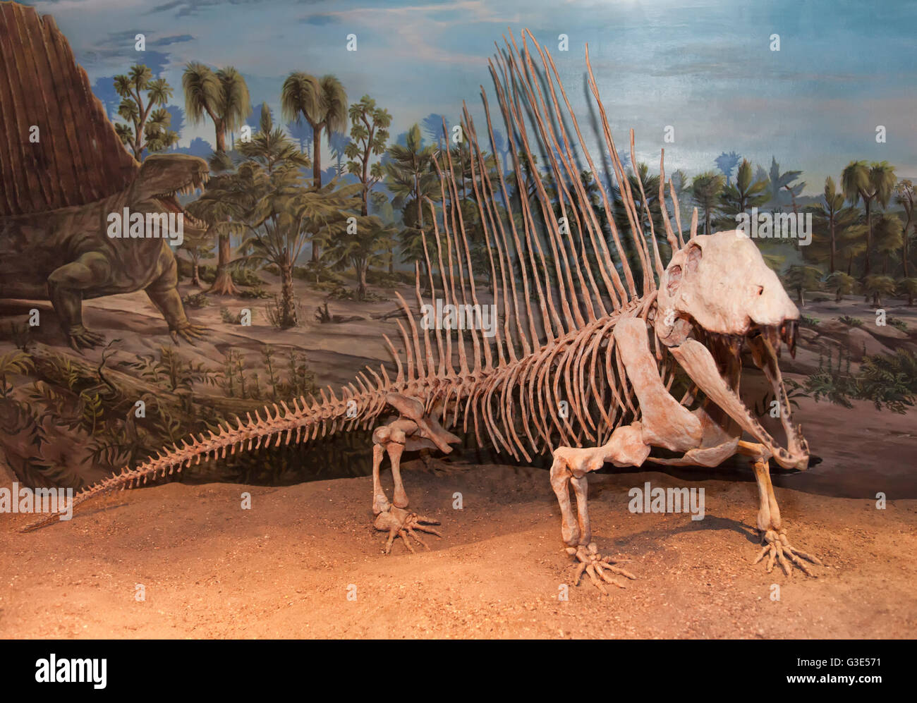Dimetrodon fossils hi-res stock photography and images - Alamy