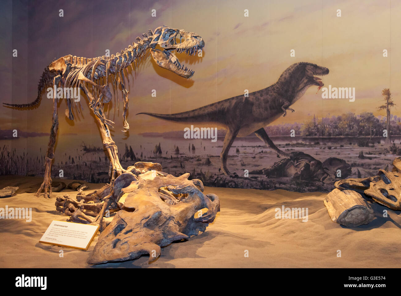 Dinosaur displays at the Royal Tyrell Museum Of Palaeontology ...