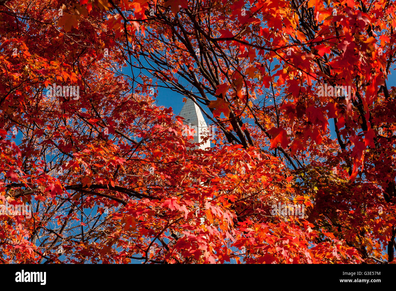 The top of The Washington Monument seen through crimson red leaves on a ...