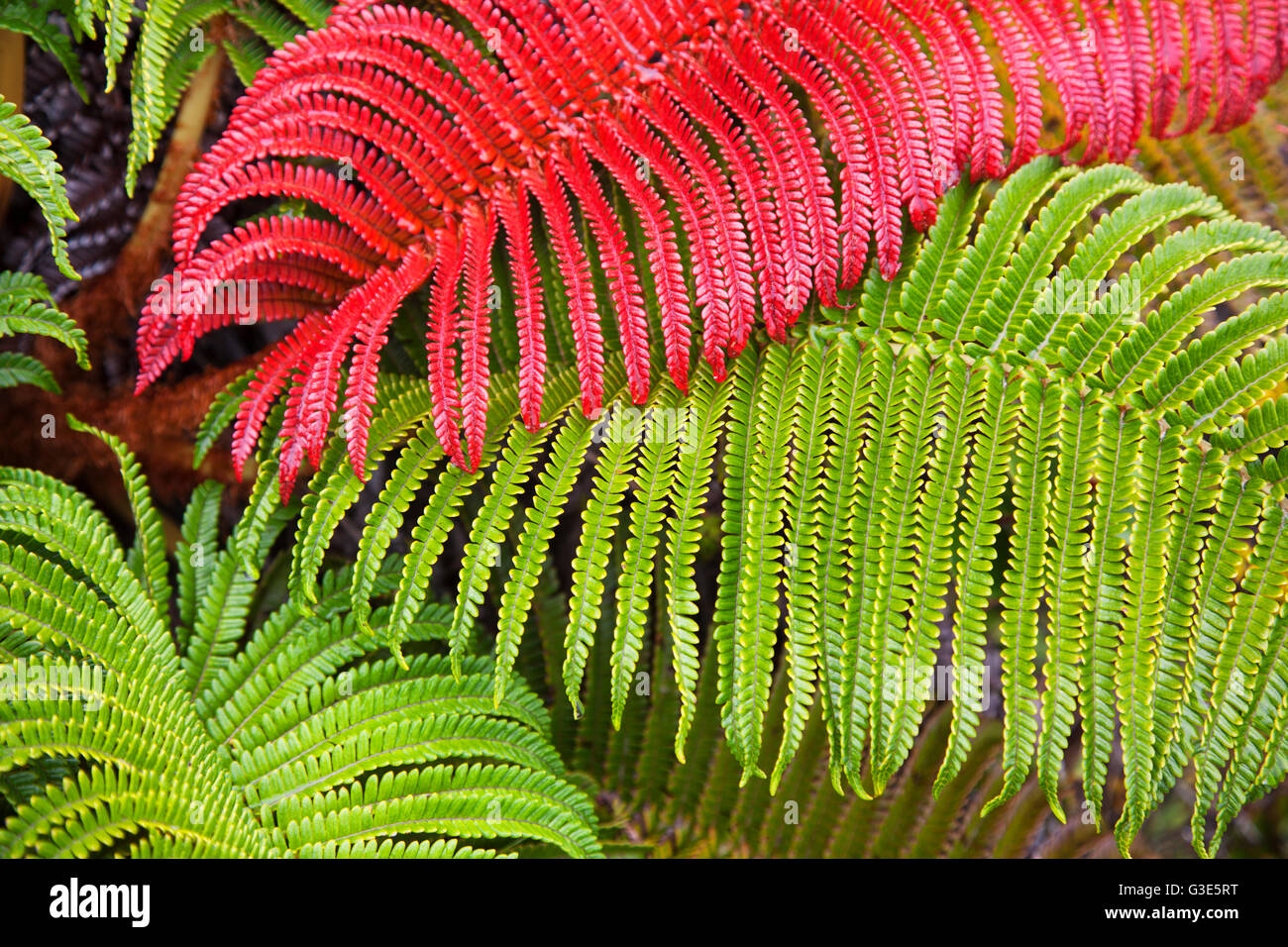 Amau fern native plant hi-res stock photography and images - Alamy