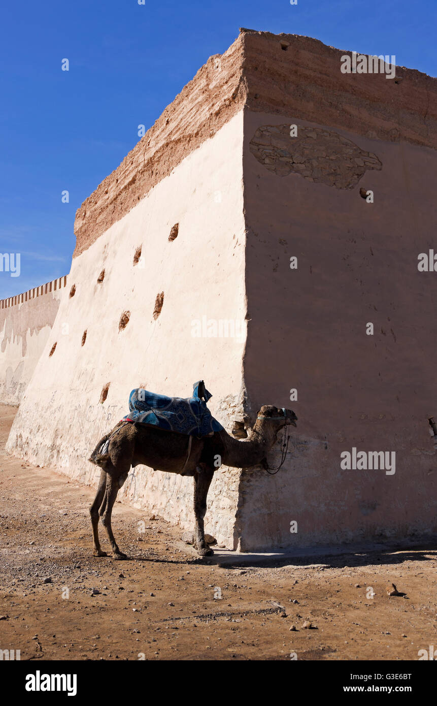 Lonely camel tethered to fortress wall waits for a tourist to transport ...