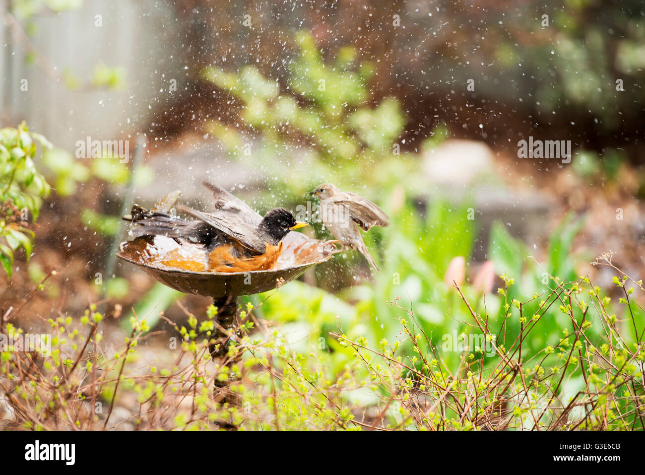 Robin sparrow hi-res stock photography and images - Alamy