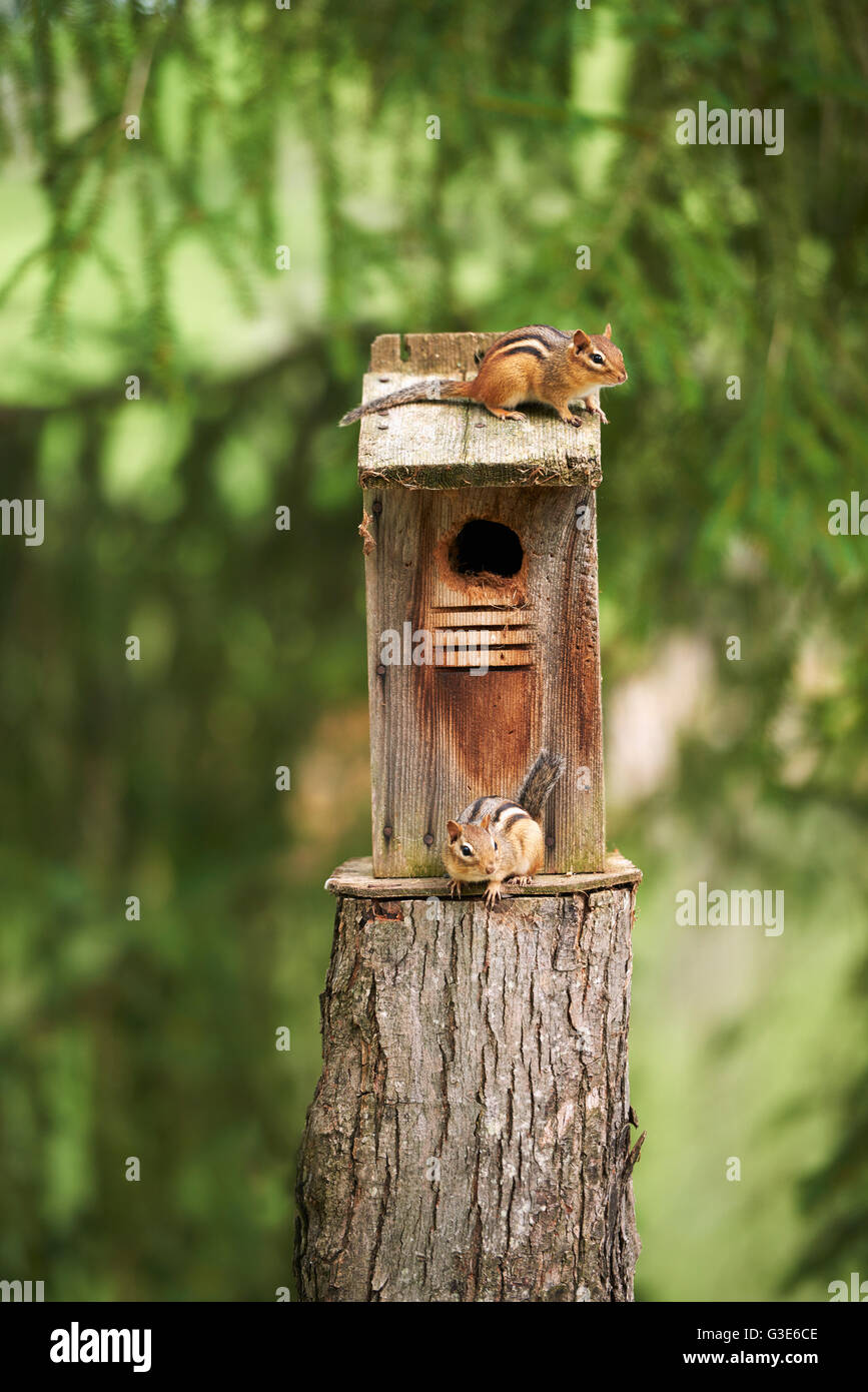 Two chipmunks at a bird house; Ontario, Canada Stock Photo - Alamy