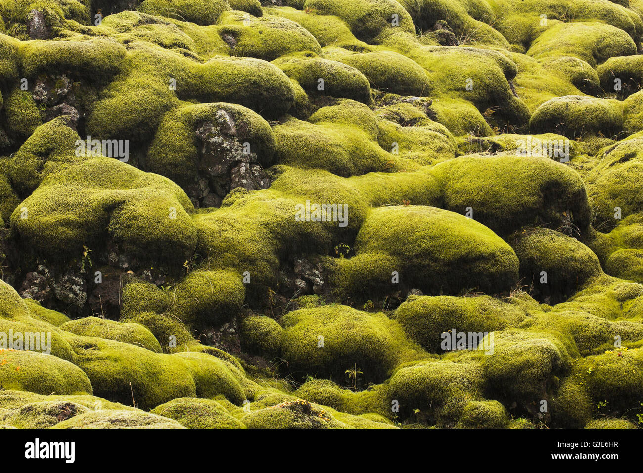 Moss covered lava; Iceland Stock Photo - Alamy