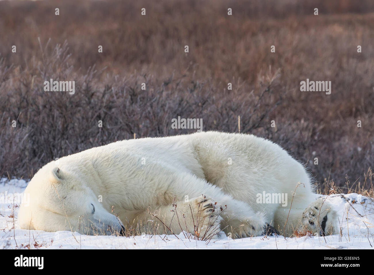 Lying down laying down full sleepy sleeping hi-res stock photography ...