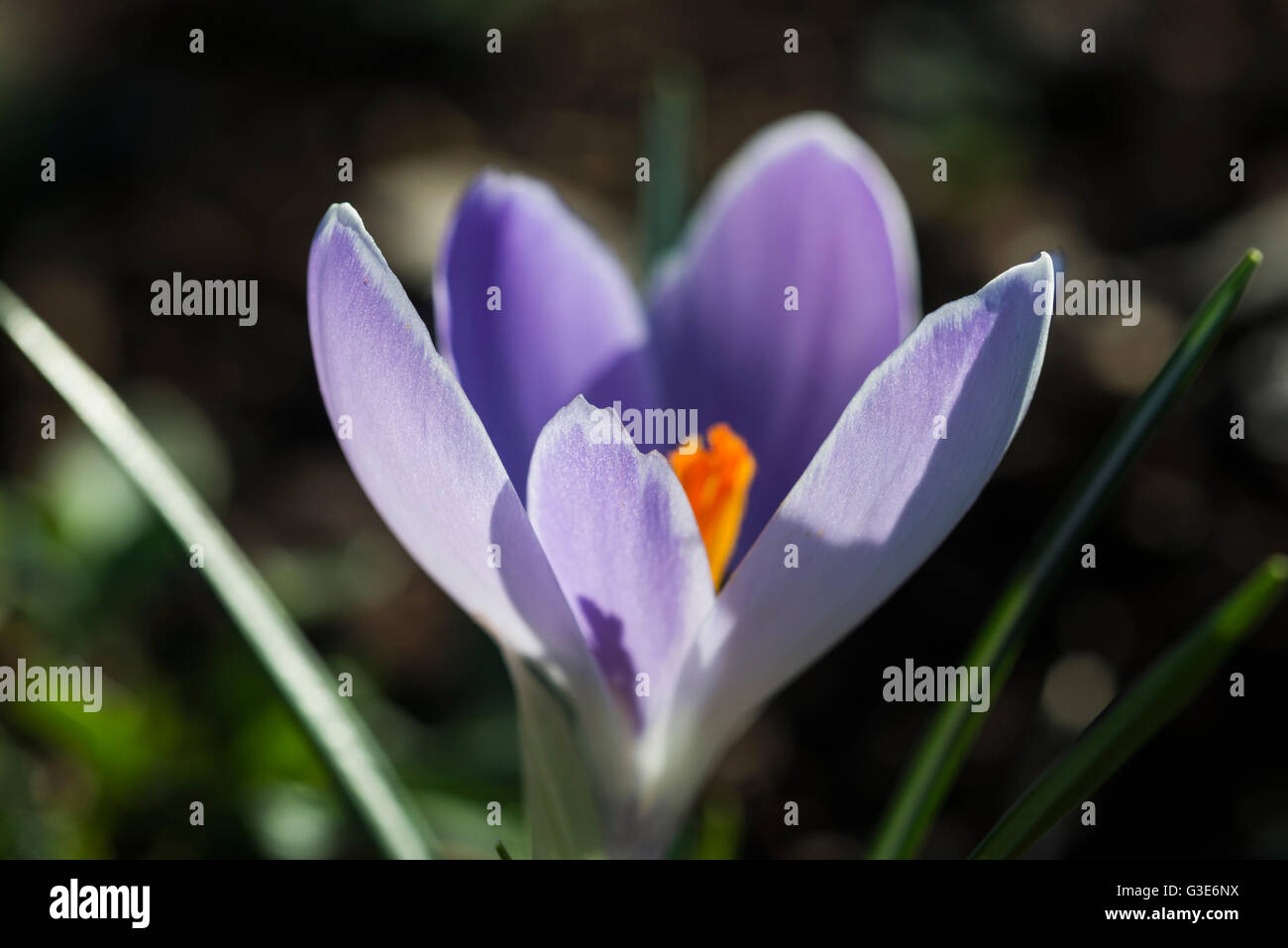 A crocus blooms in the garden; Astoria, Oregon, United States of ...
