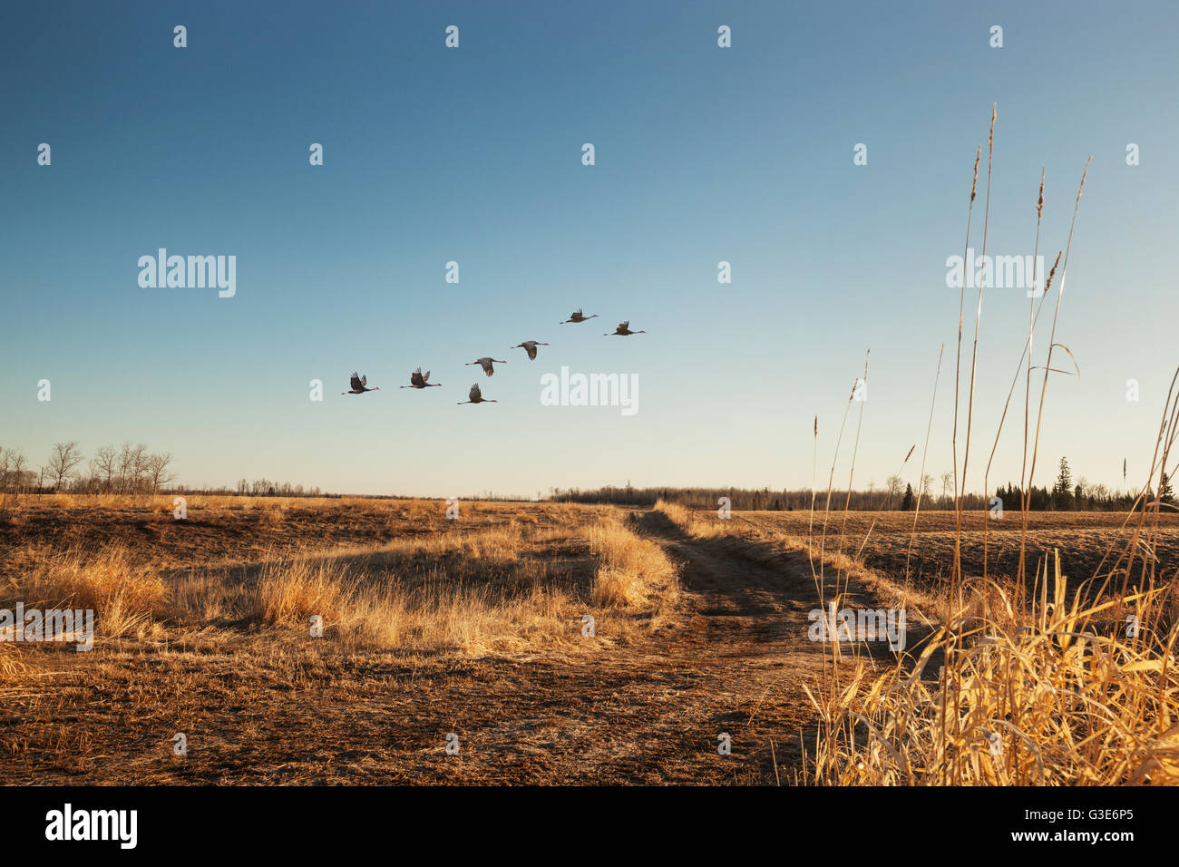 Flock of birds fly over a farm field; Thunder Bay, Ontario, Canada ...