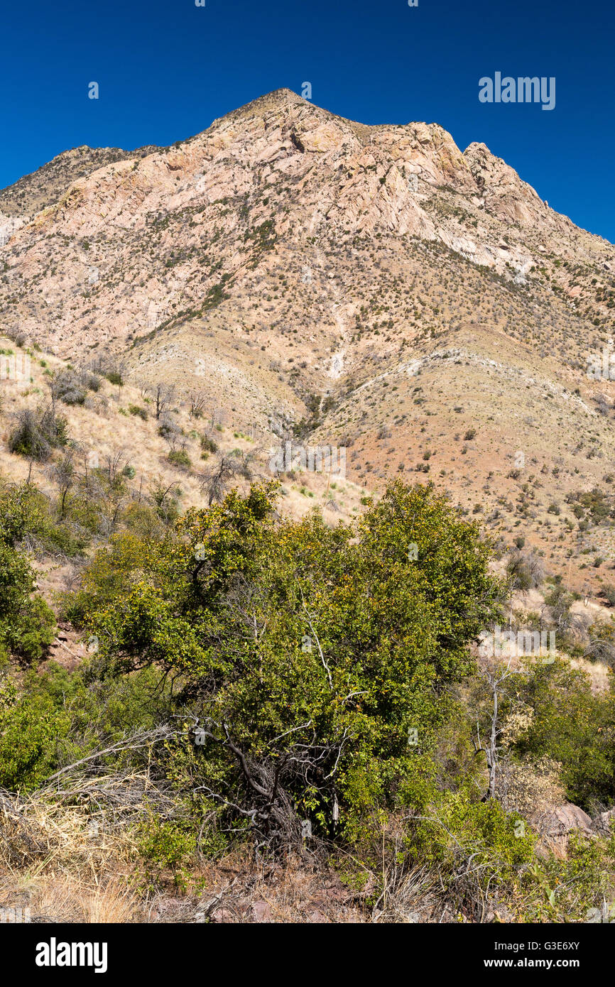 Smaller mountains of the Huachuca Mountain Range towering over oak ...