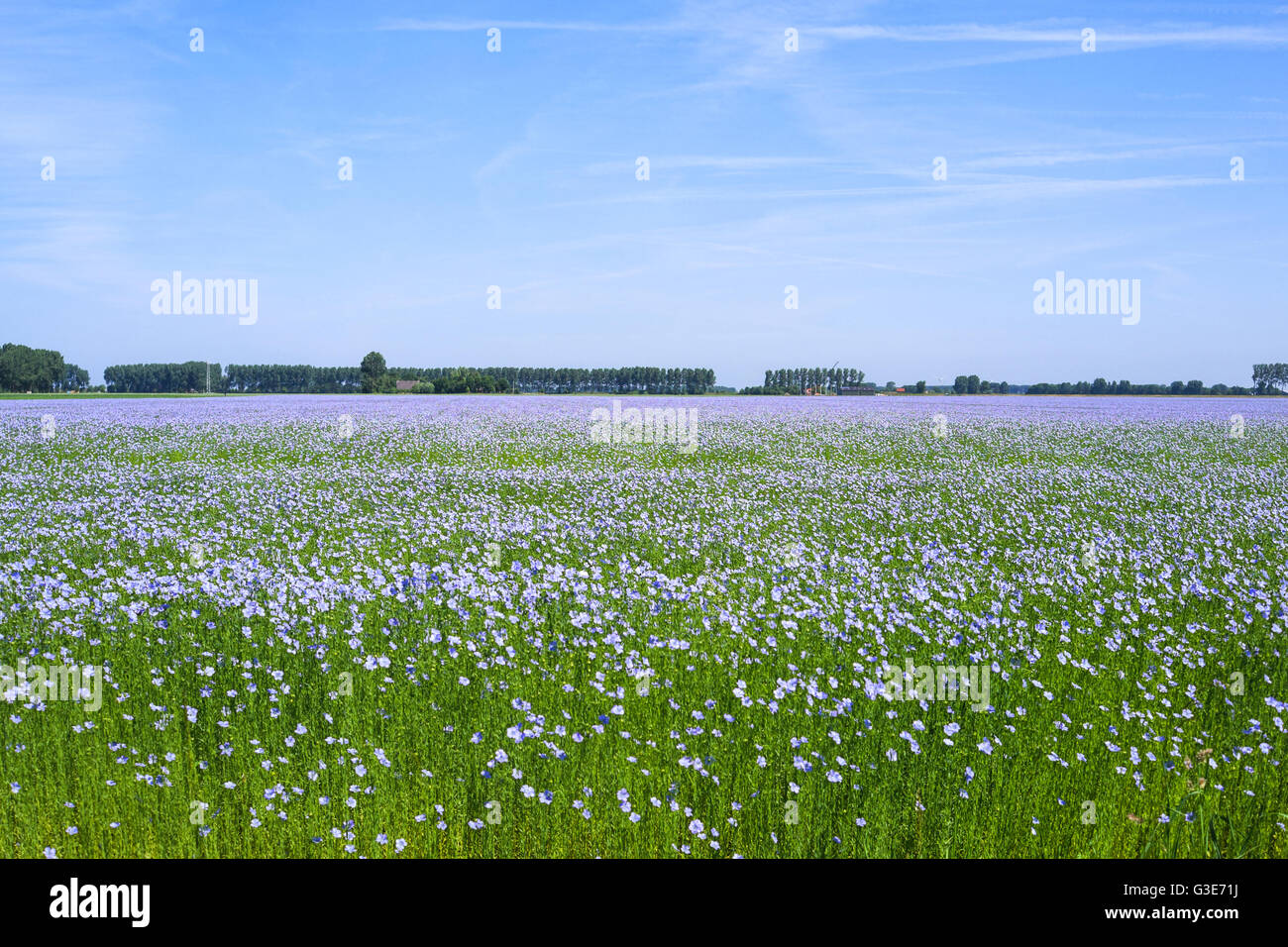 field with flowering flax Stock Photo - Alamy