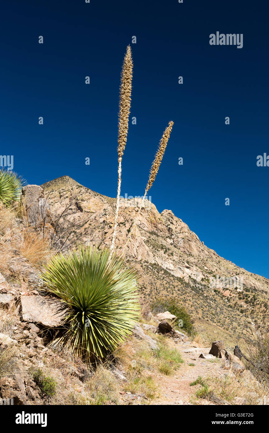 An older bloom of a yucca plant along the Yaqui Ridge Trail in the ...