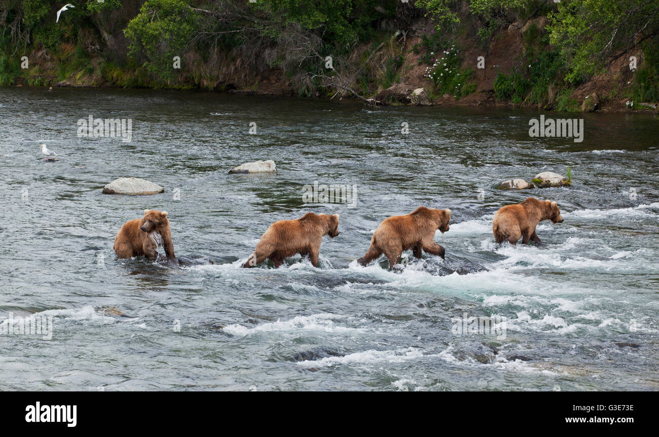 Bears walking in water hi-res stock photography and images - Alamy