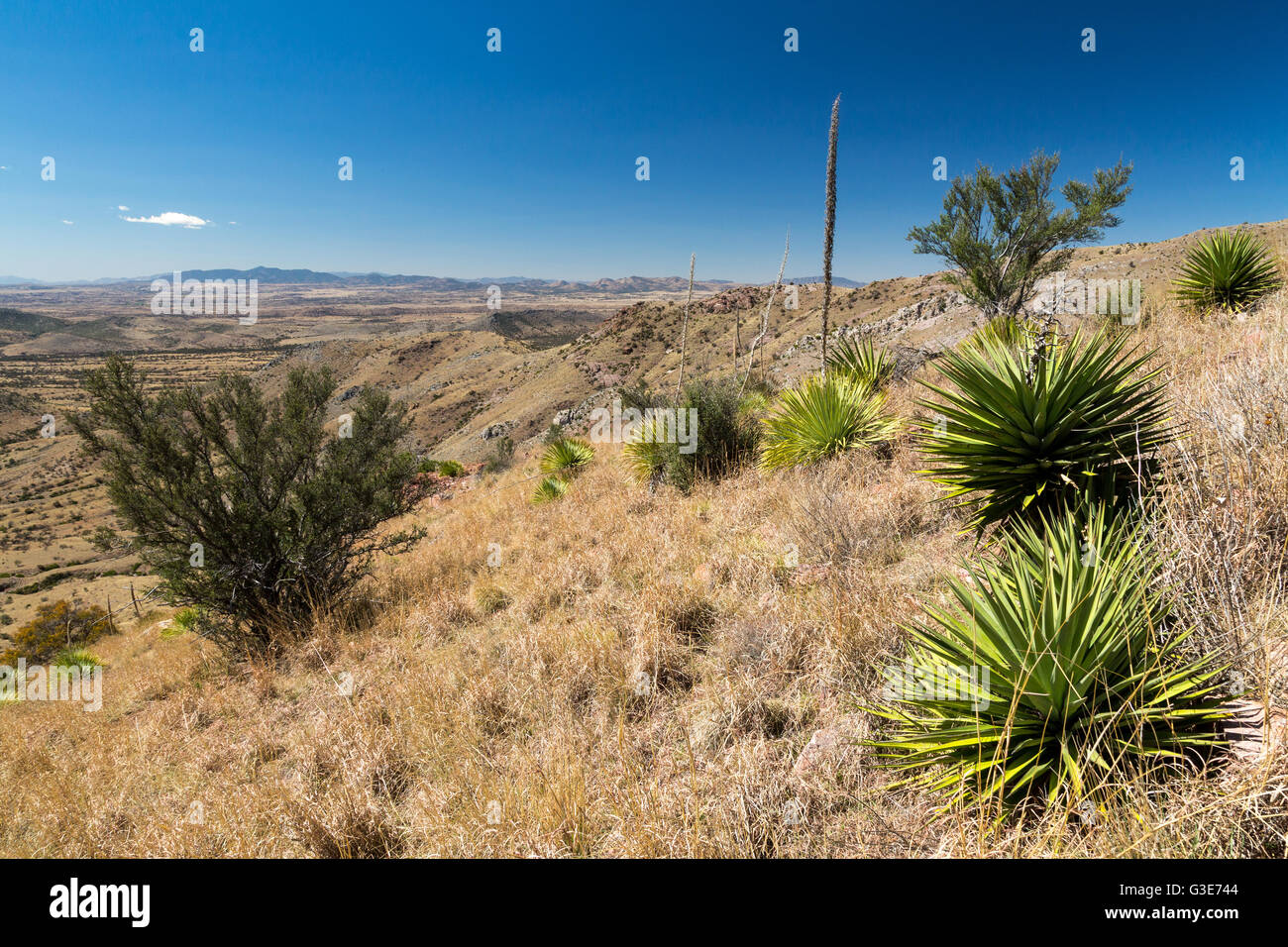 An older bloom of a yucca plant along the Yaqui Ridge Trail in the ...