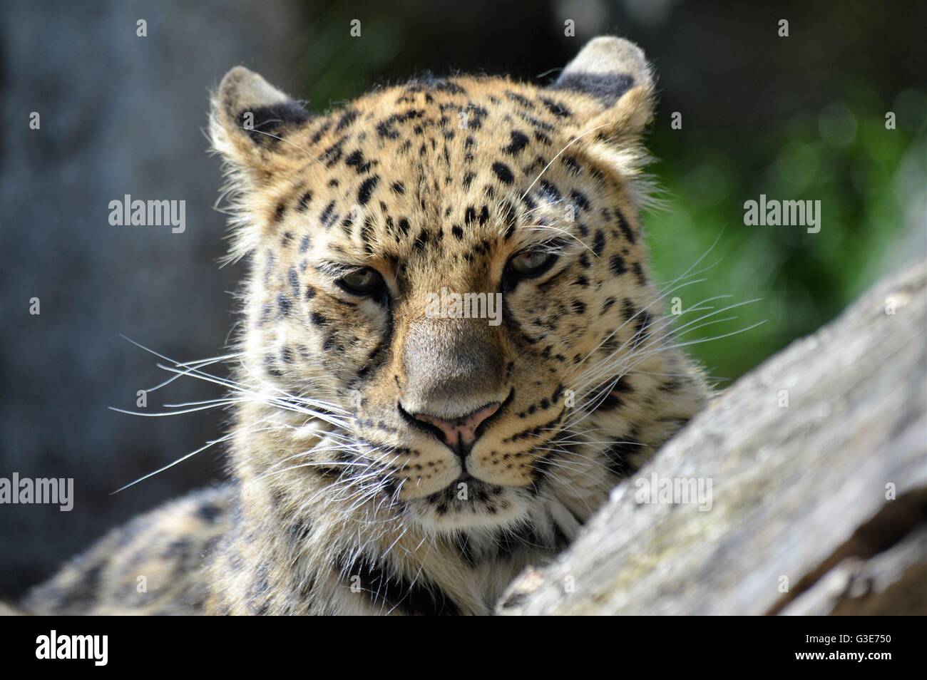 Amur leopard in the outdoors Stock Photo - Alamy