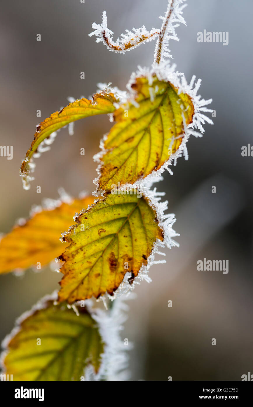 Leaves with frost around the edges; Pitt Meadows, British Columbia ...