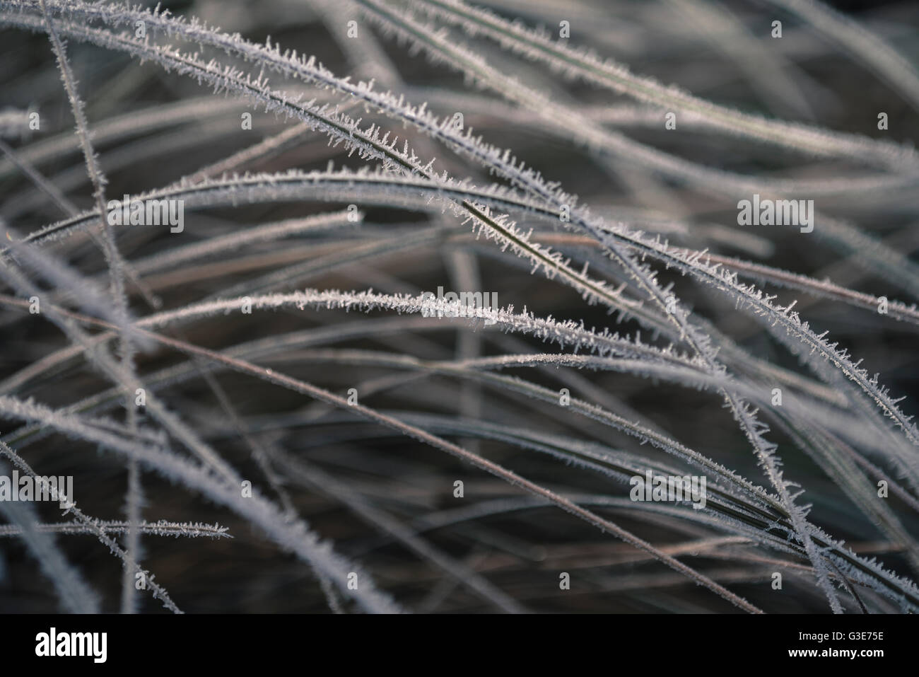 Frost sticks to long grass after a winter fog; Pitt Meadows, British ...