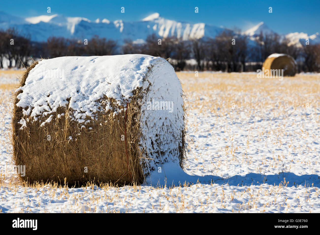 Close up of snow covered hay bale in a snow covered stubble field with ...