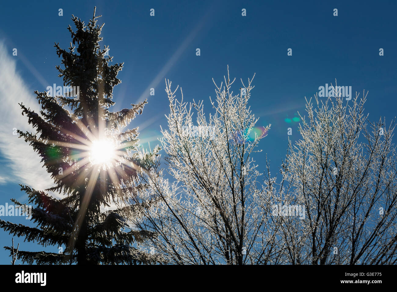 Silhouette of a frosted evergreen tree and frosted tree branches with a ...