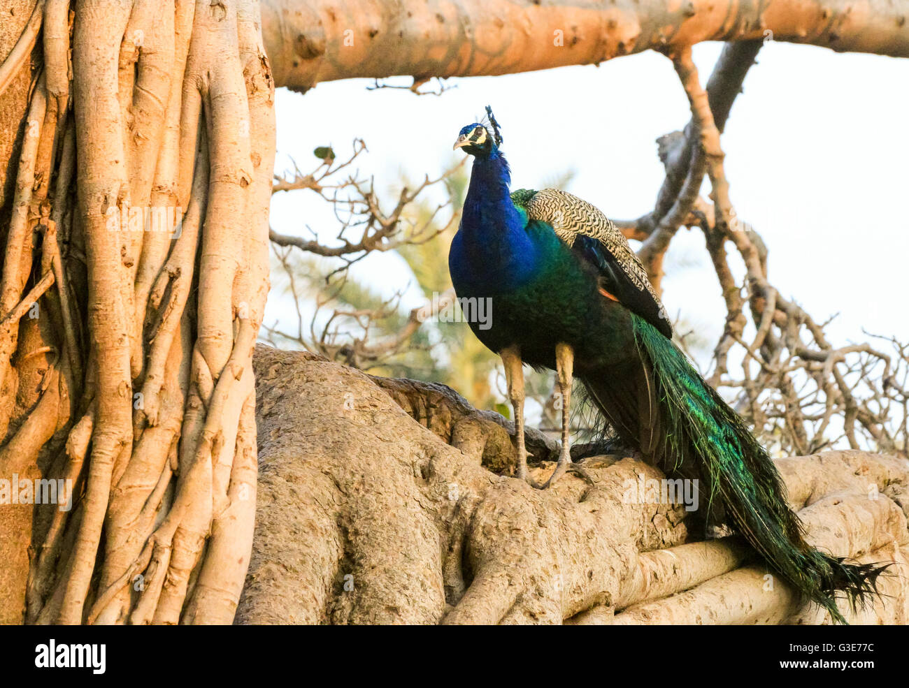 Peacock roosting in banyan tree hi-res stock photography and images - Alamy
