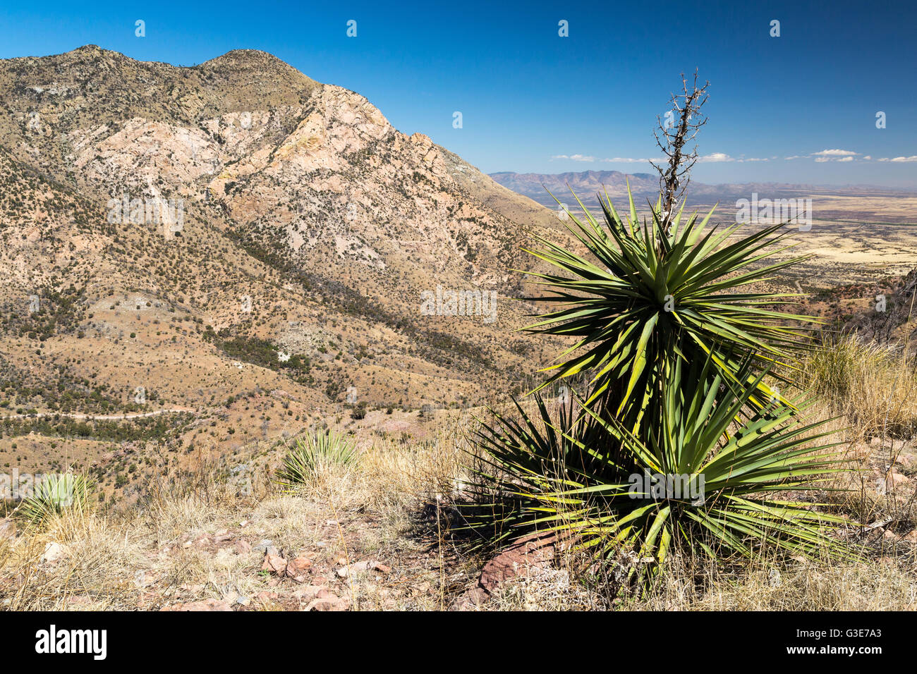 An older bloom of a yucca plant along the Yaqui Ridge Trail in the ...
