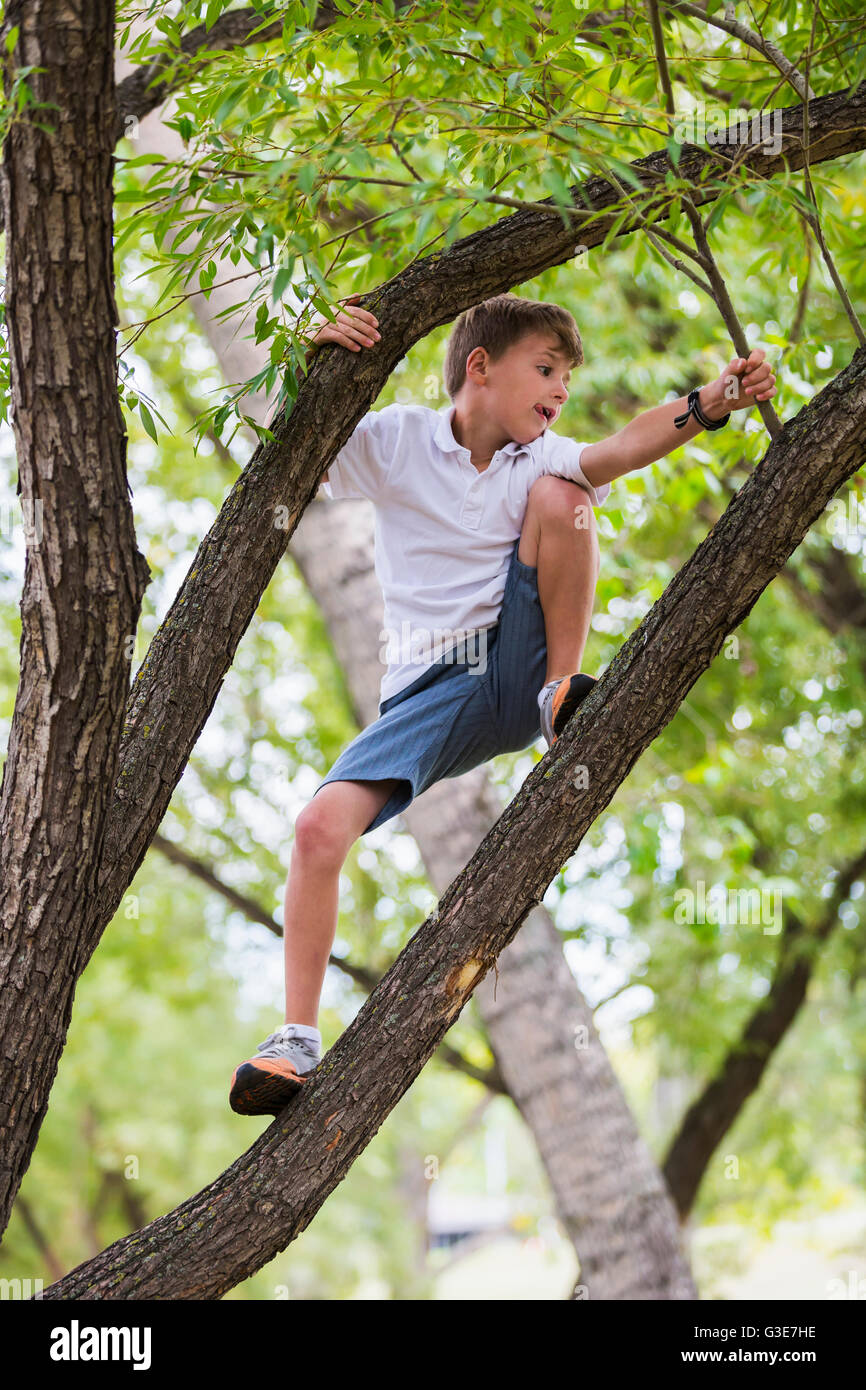 Young boy climbing in a tree in a park; Edmonton, Alberta, Canada Stock ...