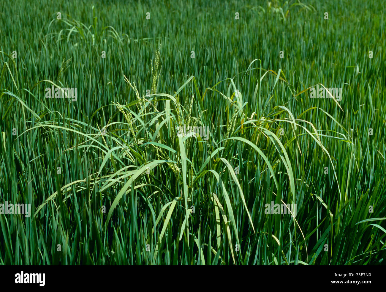 Agriculture - Weeds, Red Rice (Oryza punctata) growing in a rice crop ...