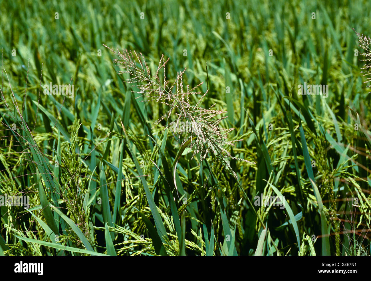 Amazon sprangletop hi-res stock photography and images - Alamy